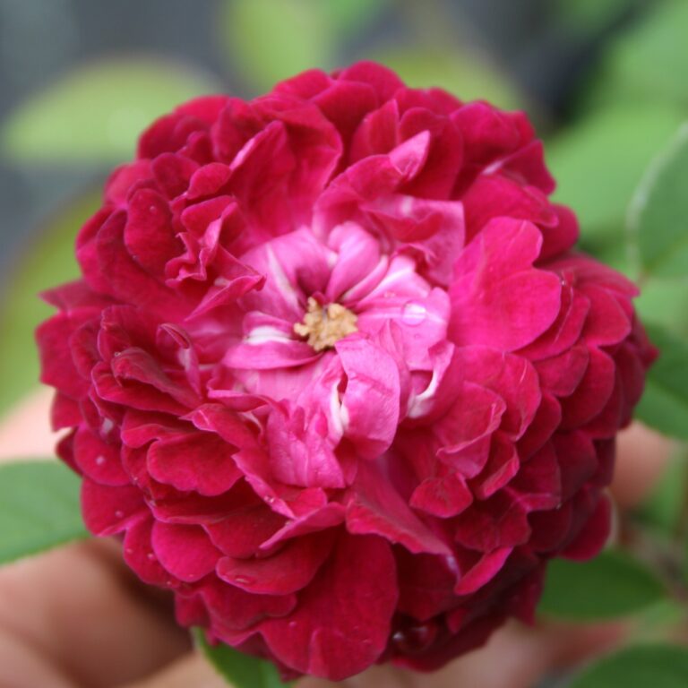 The Shell Rose – Karin Schade – Stauden und Rosen