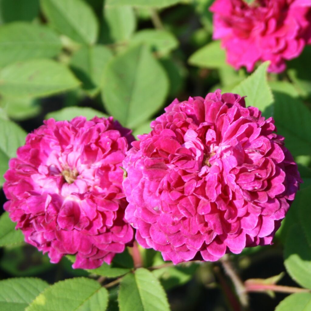 The Shell Rose – Karin Schade – Stauden und Rosen