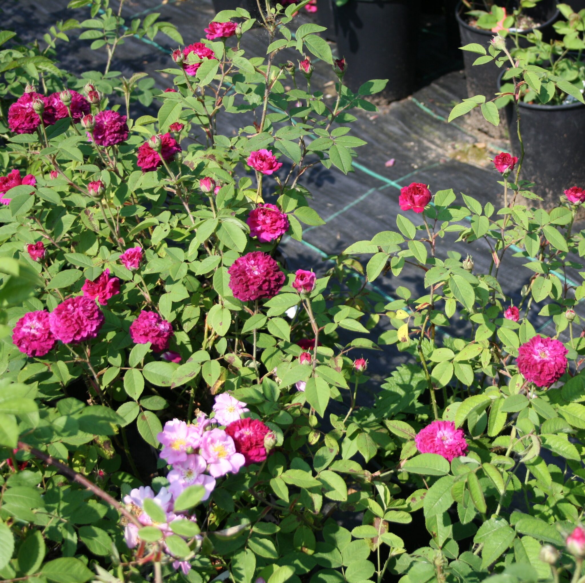 The Shell Rose – Karin Schade – Stauden und Rosen