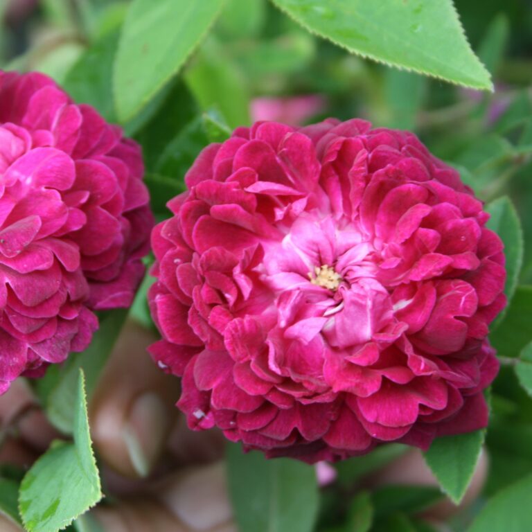 The Shell Rose – Karin Schade – Stauden und Rosen