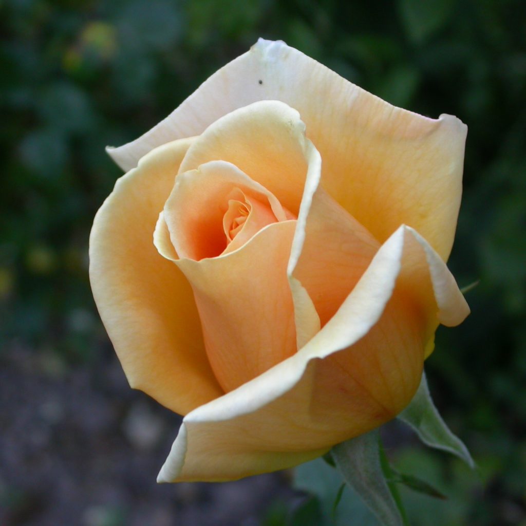 Valencia – Karin Schade – Stauden und Rosen