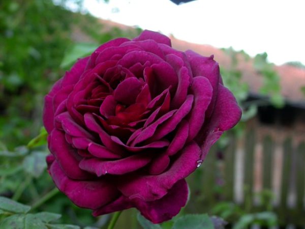 Chianti | GrönlooF - Rosen- & Hemerocallisverkauf