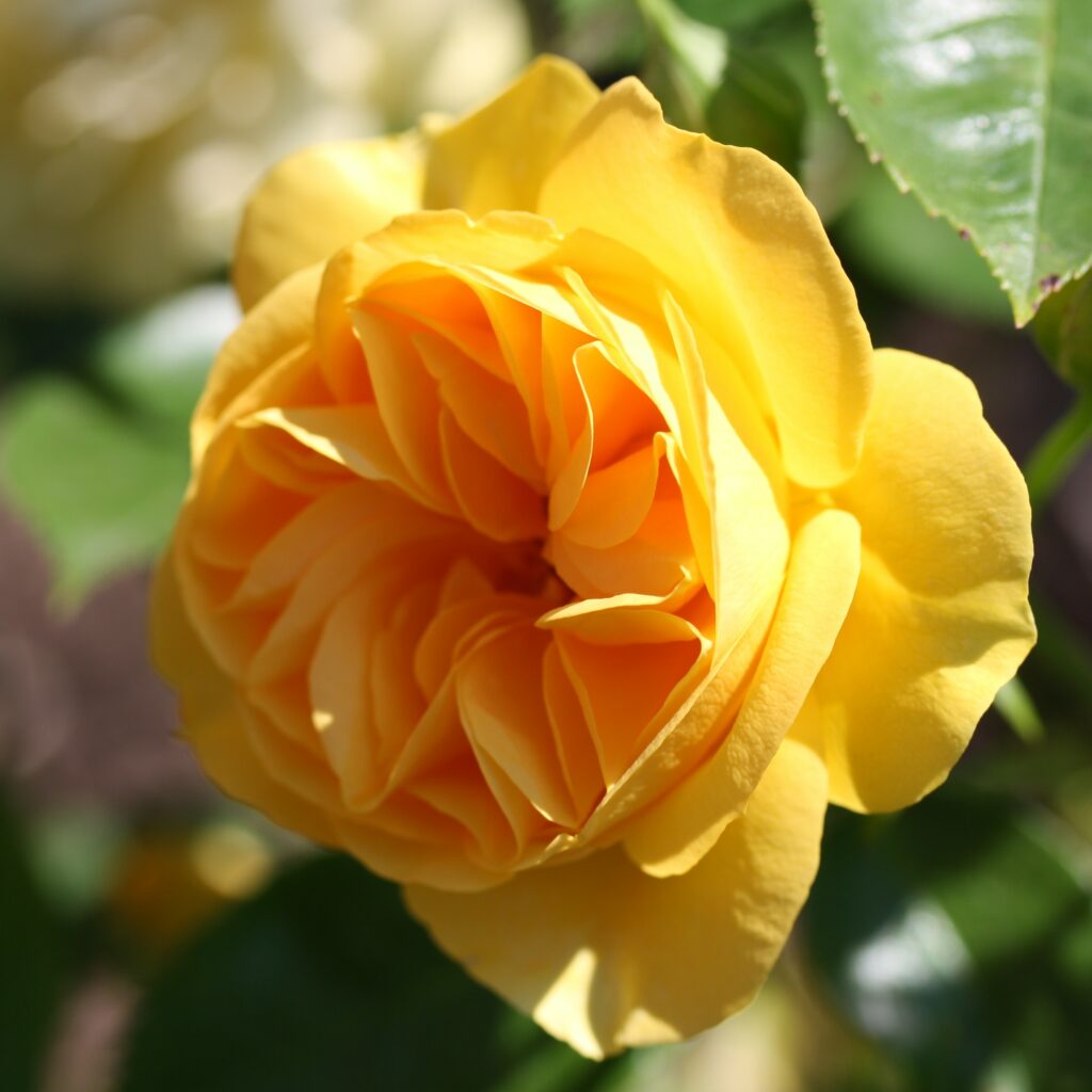 Karin Schade – Stauden und Rosen – Rosen und Hemerocallis bei Karin ...