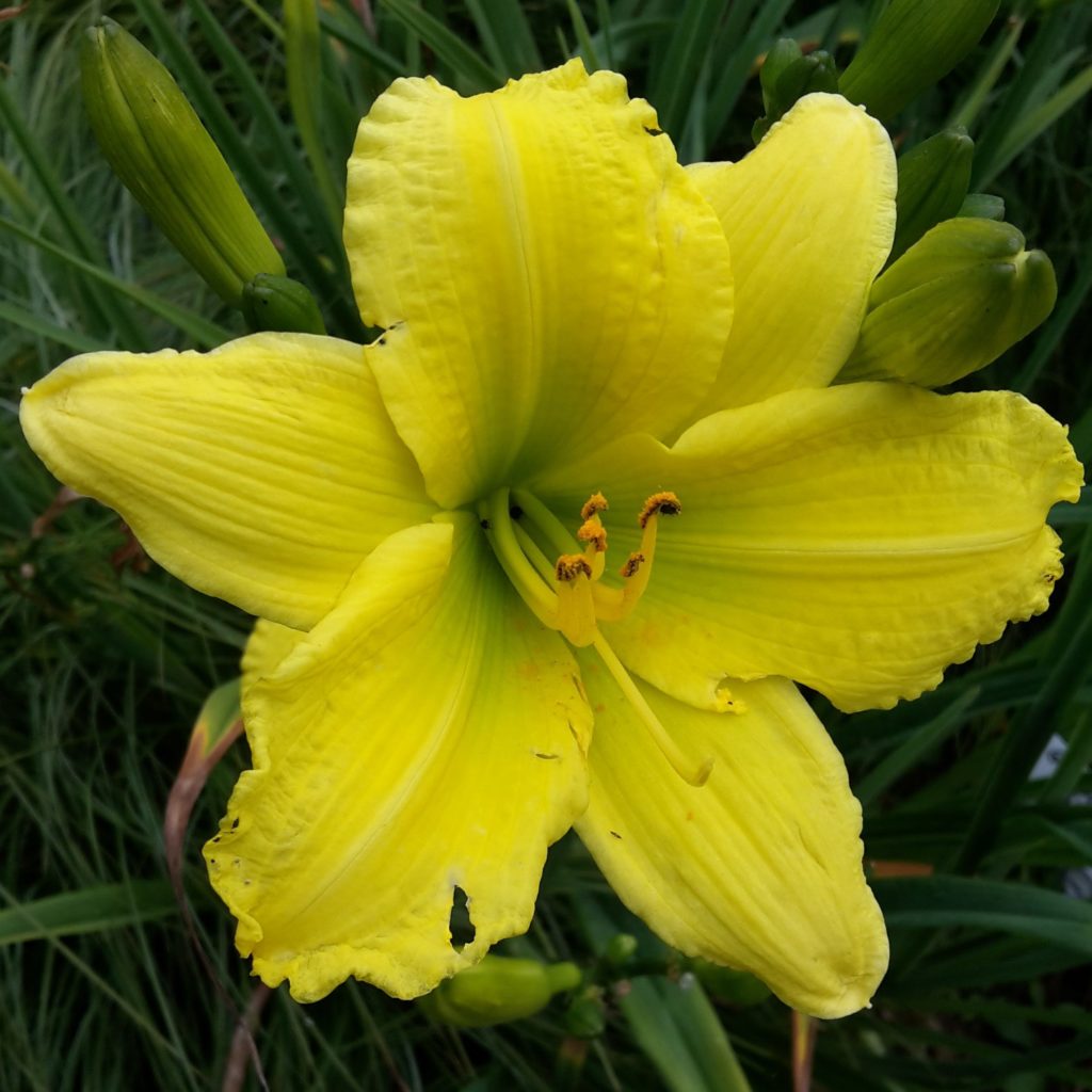 green-flutter-gr-nloof-stauden-und-rosen