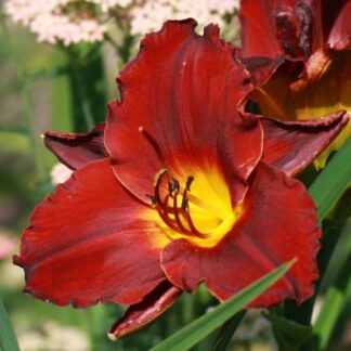 Highland Lord – Karin Schade – Stauden und Rosen