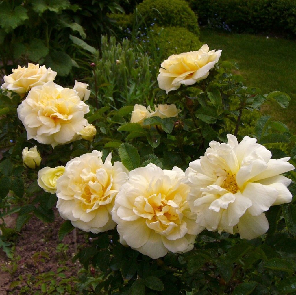 Agnes – Karin Schade – Stauden und Rosen