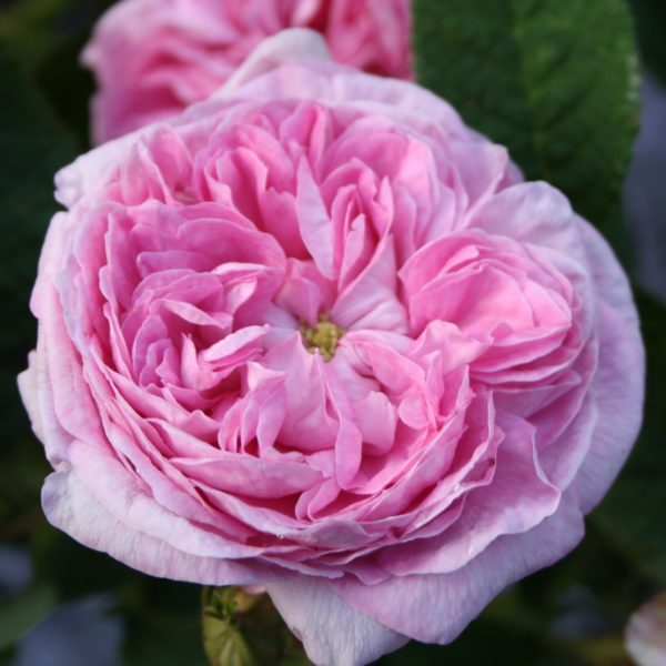 Aimable Amie | GrönlooF - Rosen- & Hemerocallisverkauf