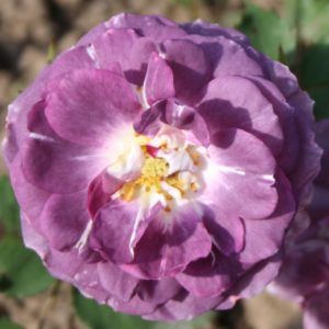 Blue Tango – Karin Schade – Stauden und Rosen