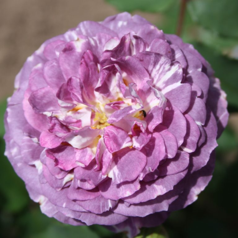 Blue Tango – Karin Schade – Stauden und Rosen