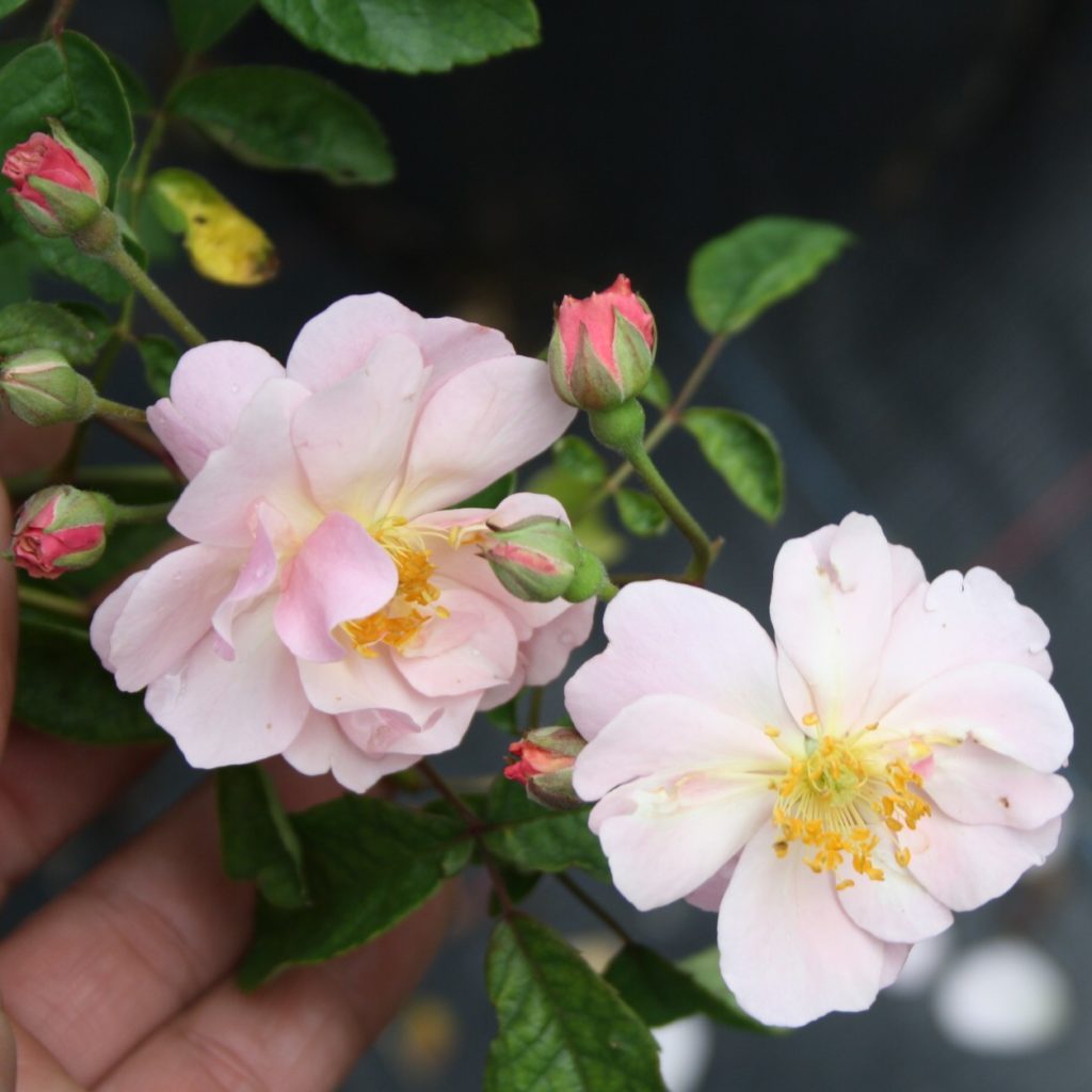 Blush Rambler – Karin Schade – Stauden und Rosen