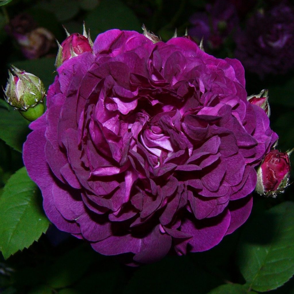 Centifolia a fleurs doubles violettes – Karin Schade – Stauden und Rosen