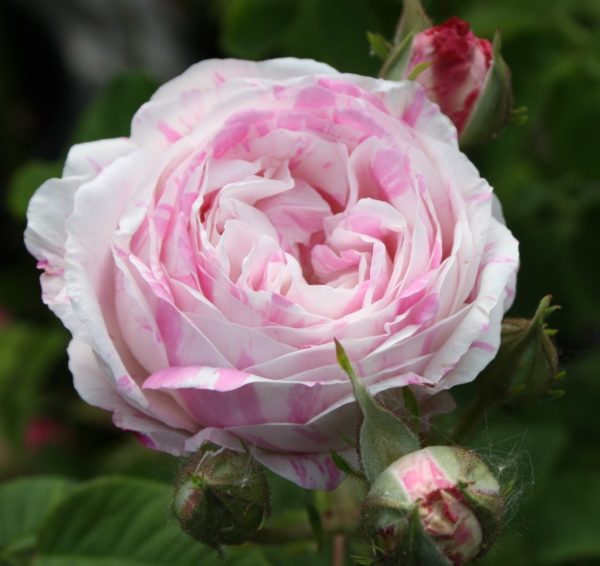 Centifolia Variegata | GrönlooF - Rosen- & Hemerocallisverkauf