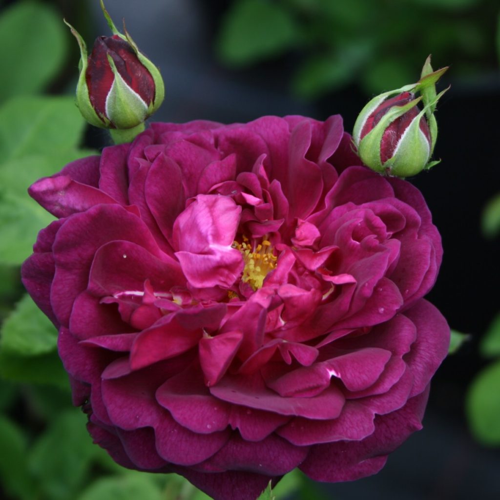 Chianti – Karin Schade – Stauden und Rosen