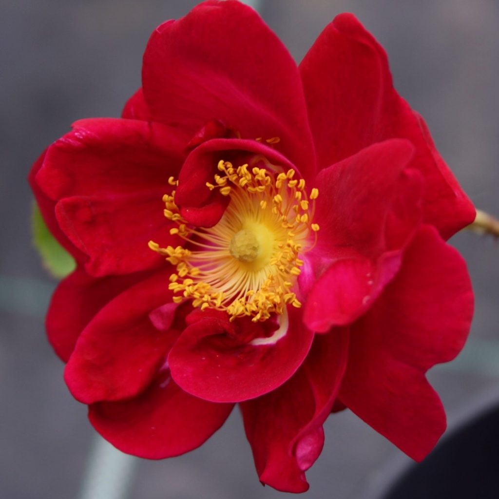 Christine Baba – Karin Schade – Stauden und Rosen