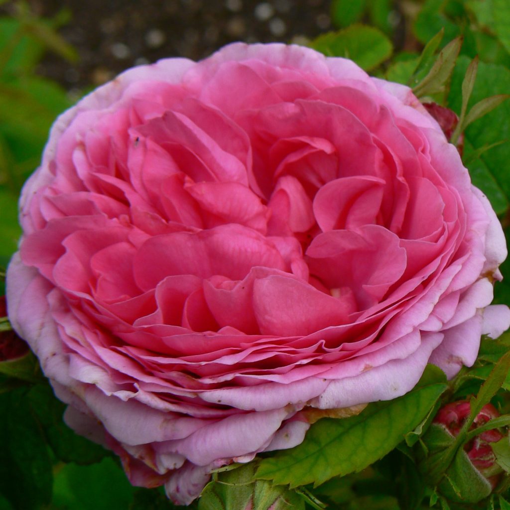 Rosen – Seite 5 – GrönlooF – Rosen- & Hemerocallisverkauf