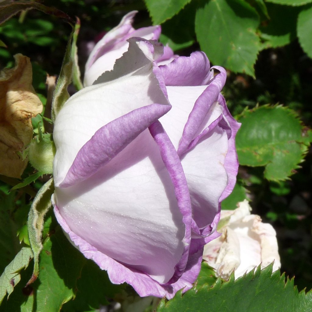 Edith – Karin Schade – Stauden und Rosen