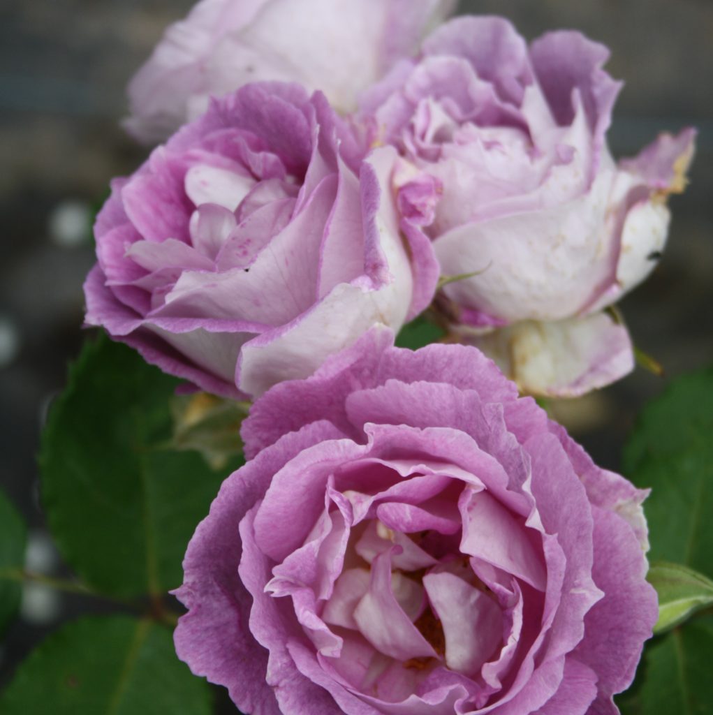 Edith – Karin Schade – Stauden und Rosen