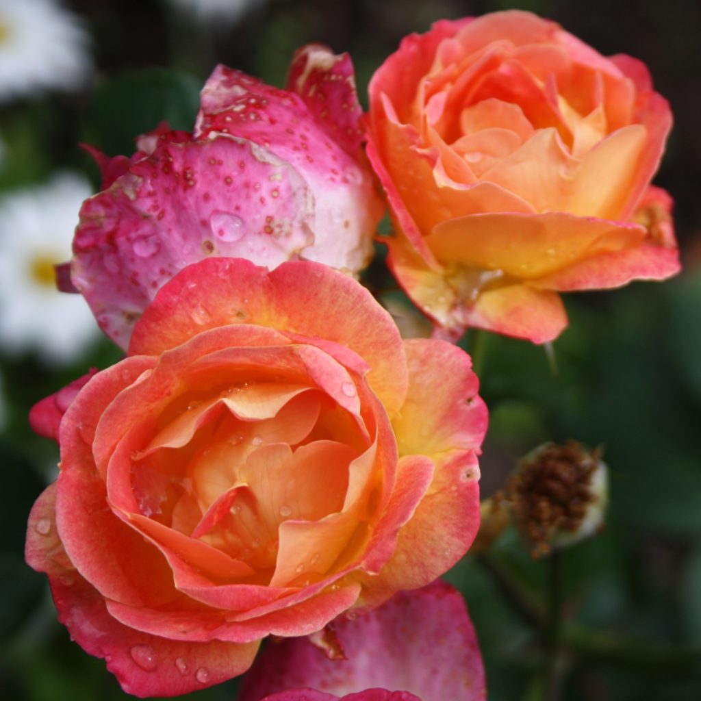 Rosen – Seite 5 – GrönlooF Stauden und Rosen