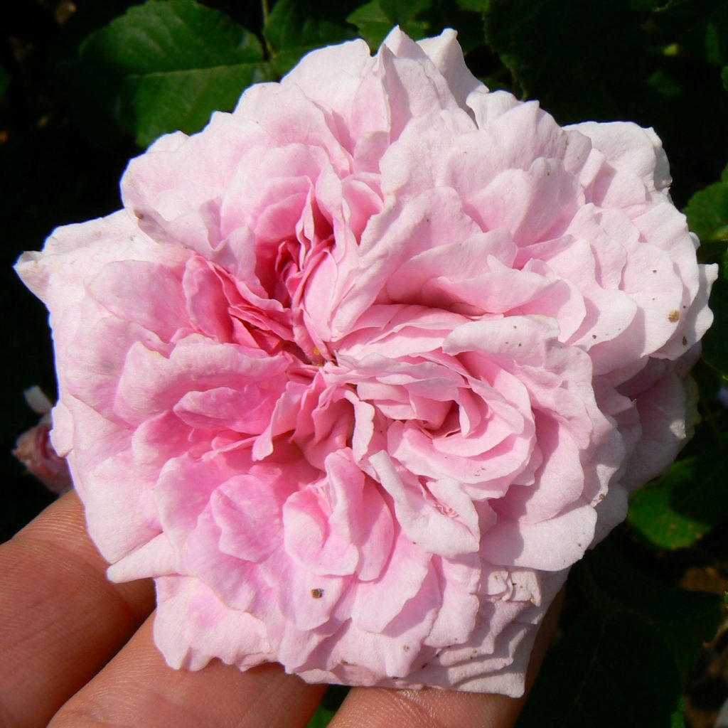 Rosen – Seite 5 – Karin Schade – Stauden und Rosen