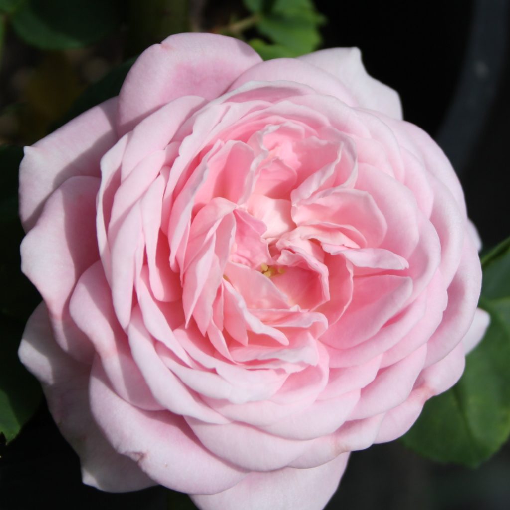 Giuletta – Karin Schade – Stauden und Rosen