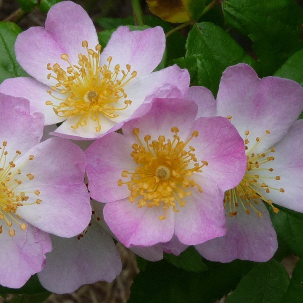 Rosen – Seite 5 – GrönlooF – Rosen- & Hemerocallisverkauf