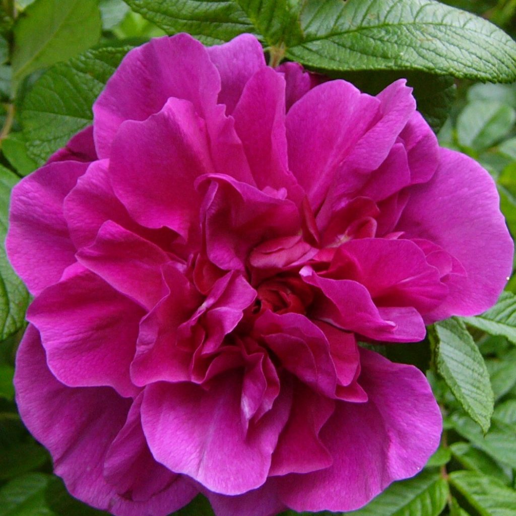 Rose de Resht – Karin Schade – Stauden und Rosen