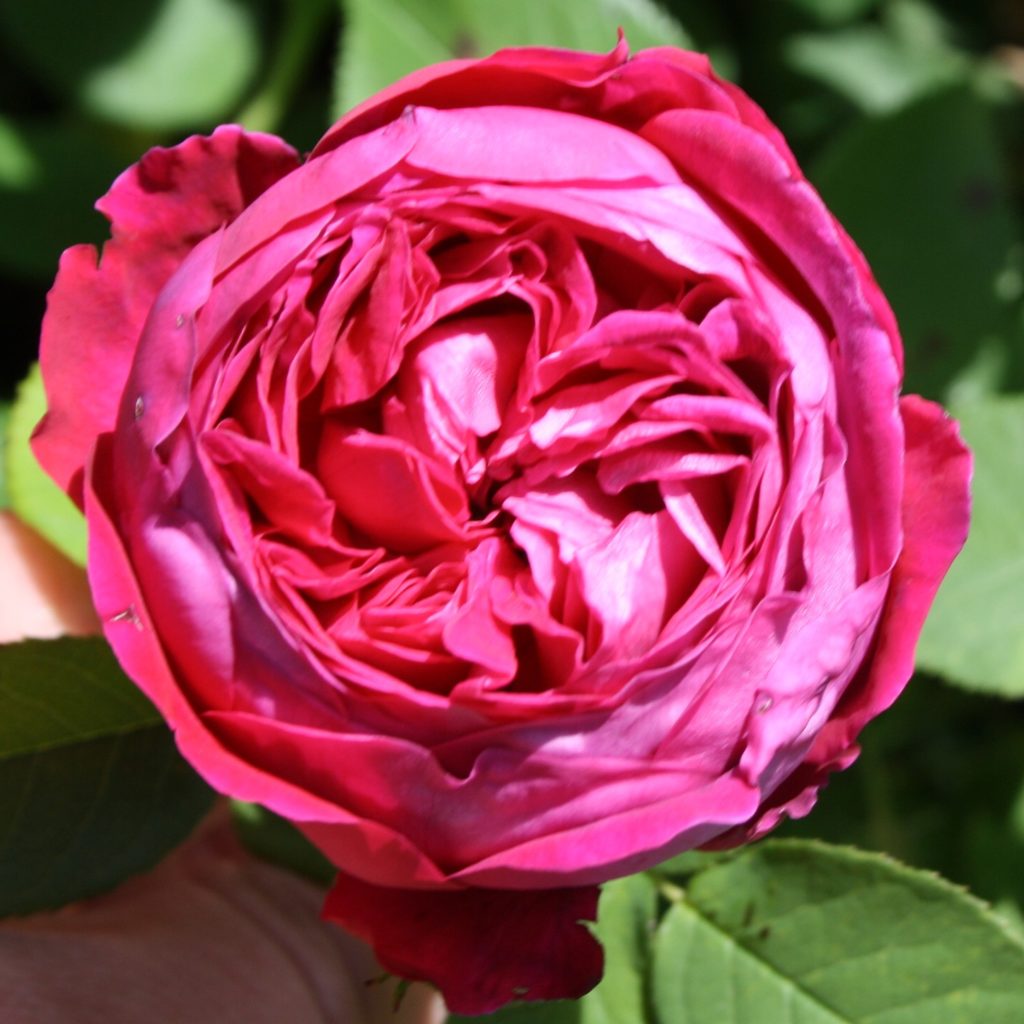 Bourbon Rosen – Karin Schade – Stauden und Rosen