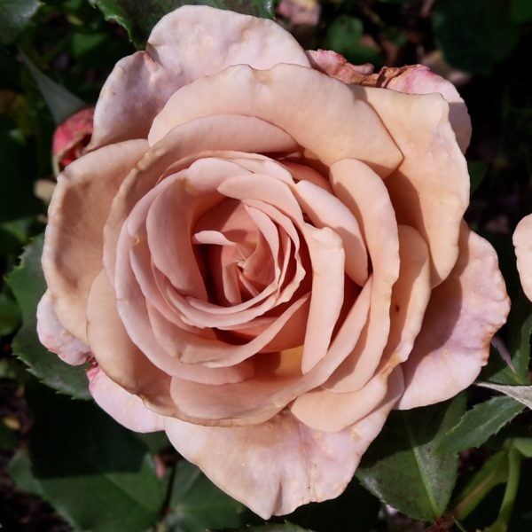 Koko Loco | GrönlooF - Rosen- & Hemerocallisverkauf