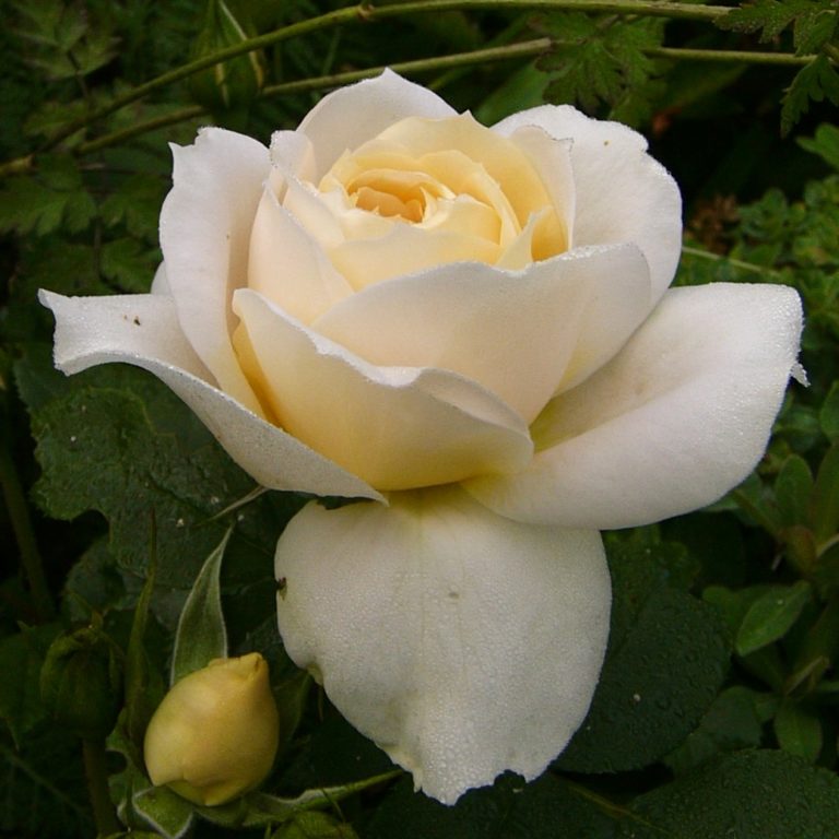 Lambada – GrönlooF – Rosen- & Hemerocallisverkauf