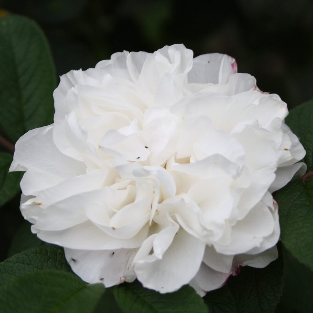 Louise Bugnet – Karin Schade – Stauden und Rosen