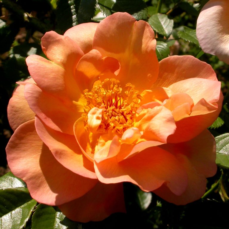 Moka Rose – Karin Schade – Stauden und Rosen