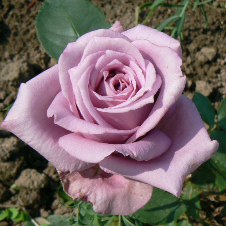 Mamy Blue – Karin Schade – Stauden und Rosen