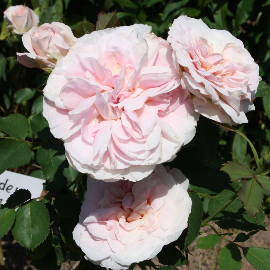 Morden Blush – Karin Schade – Stauden und Rosen