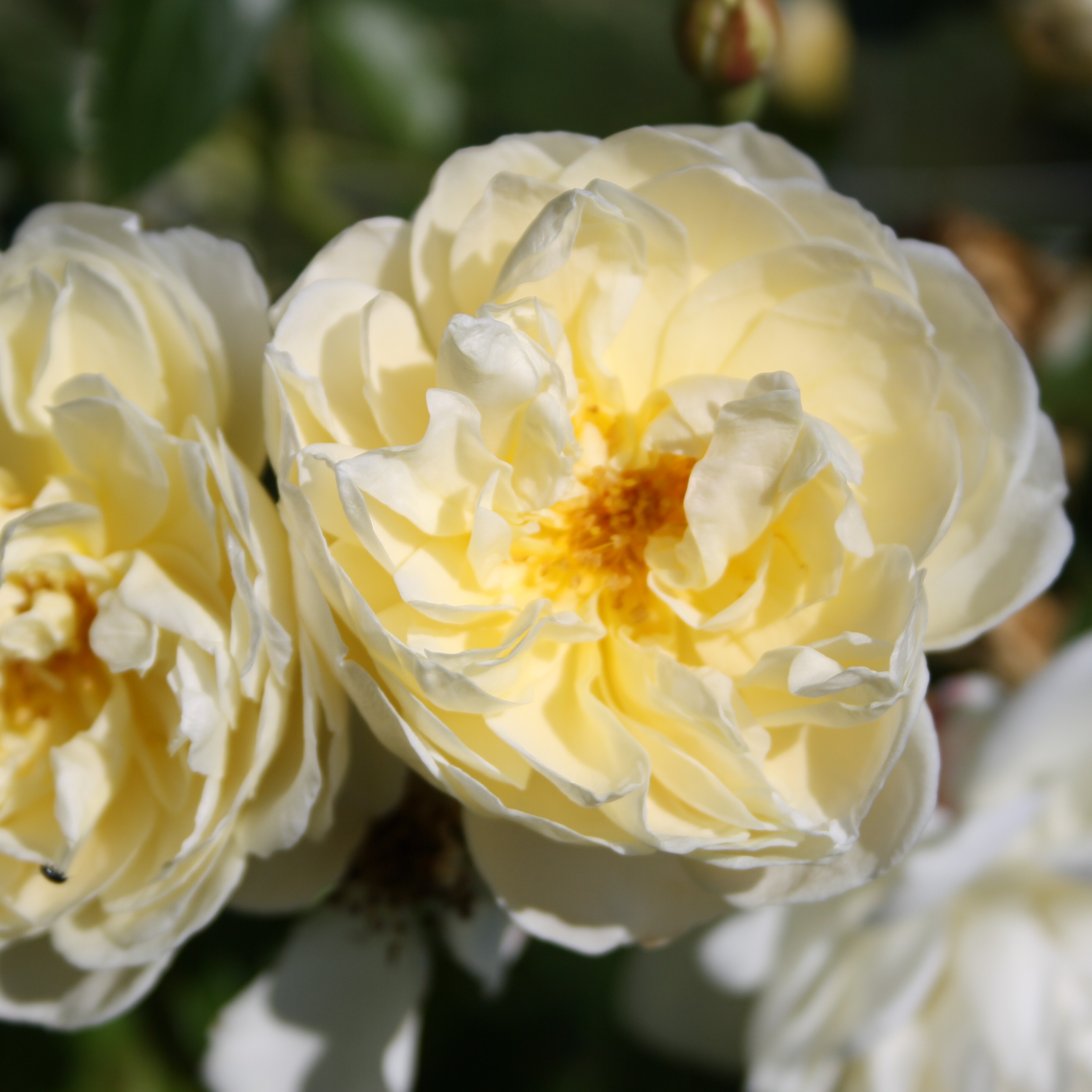 Perpetually Yours | GrönlooF - Rosen- & Hemerocallisverkauf