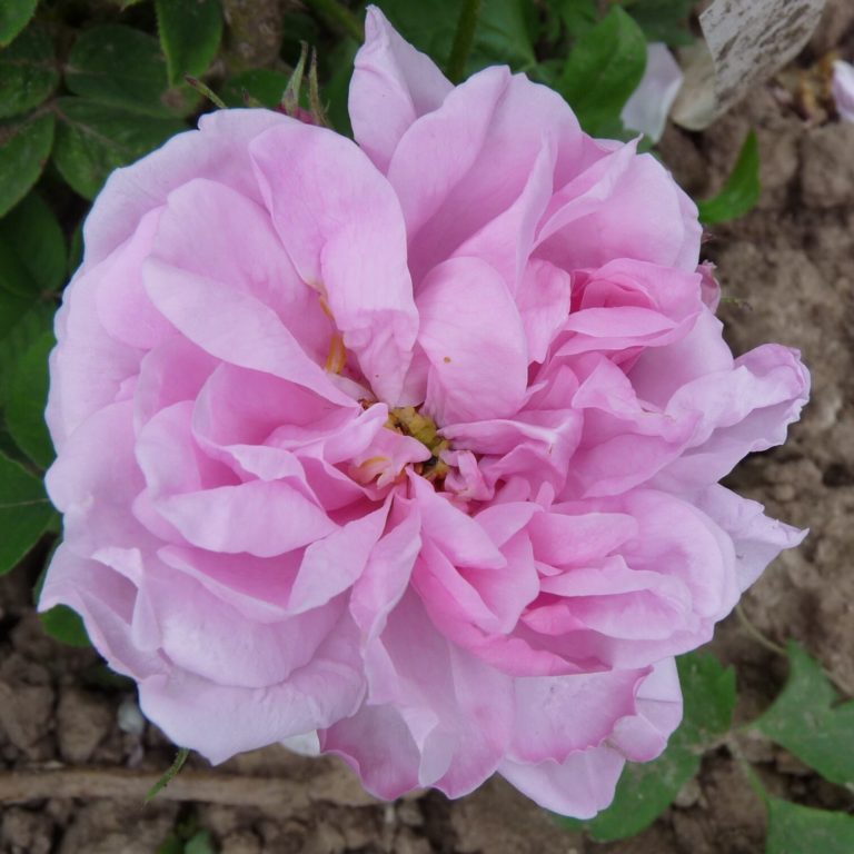 Professeur Emile Perrot – Karin Schade – Stauden und Rosen