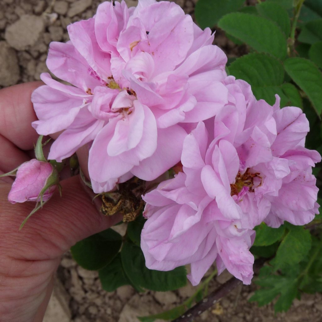 Professeur Emile Perrot – Karin Schade – Stauden und Rosen