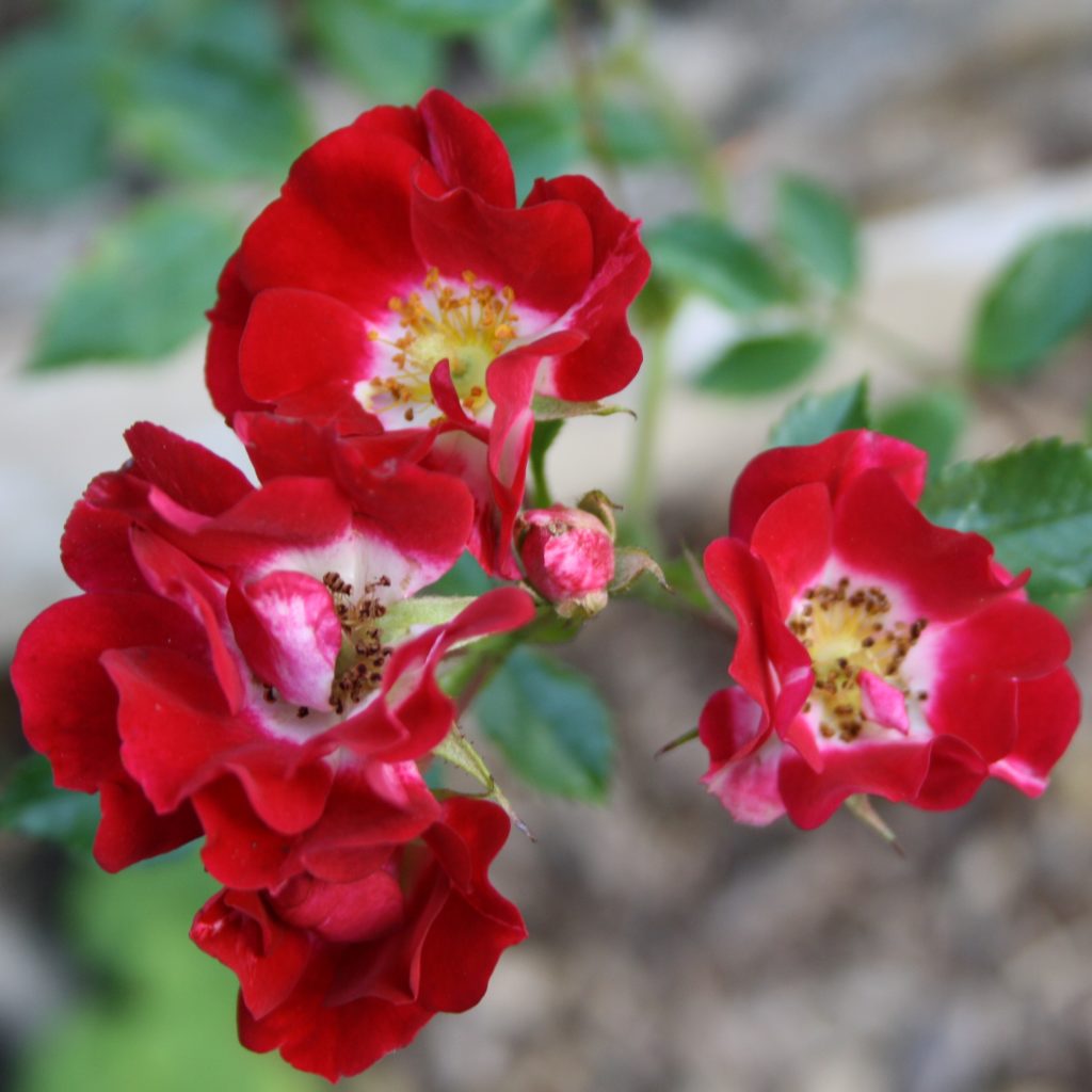 Rambling Rosie – Karin Schade – Stauden und Rosen