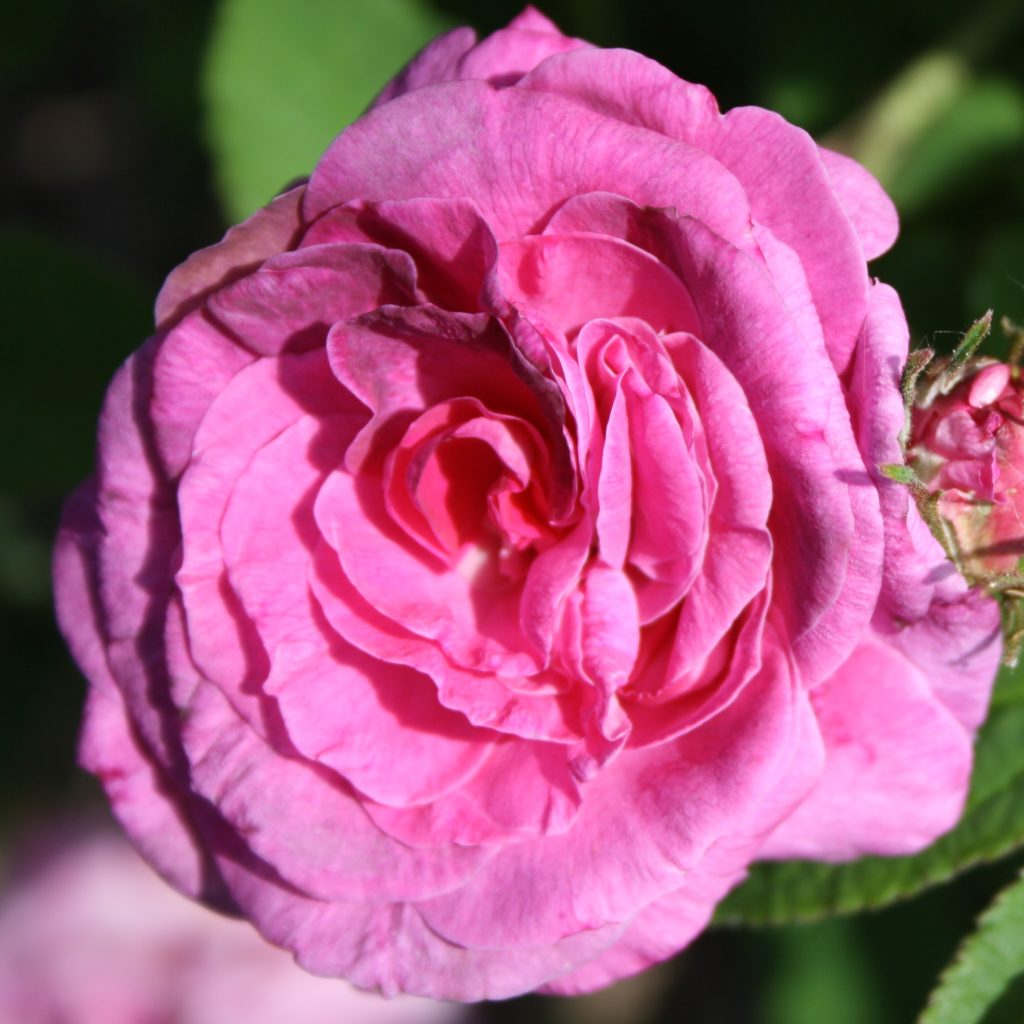 Raphael – Karin Schade – Stauden und Rosen