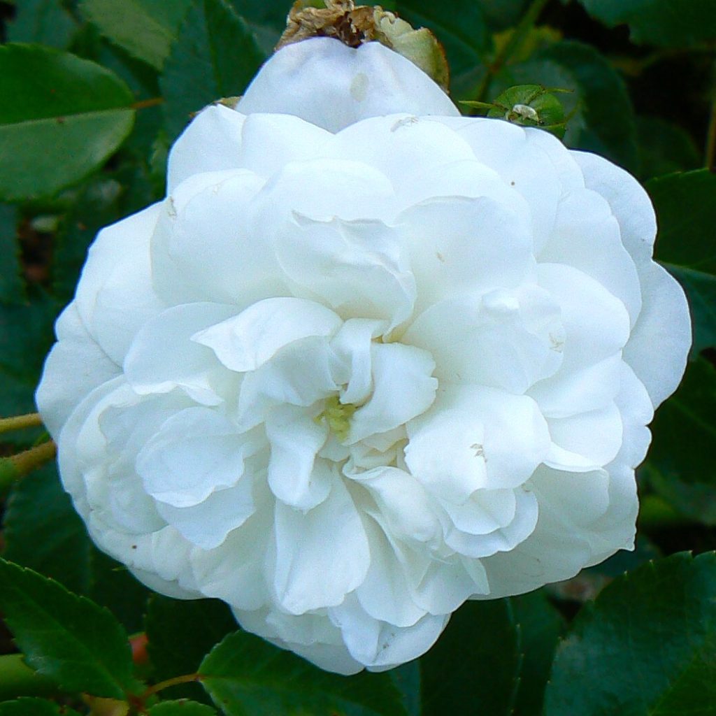 Sanders White – Karin Schade – Stauden und Rosen