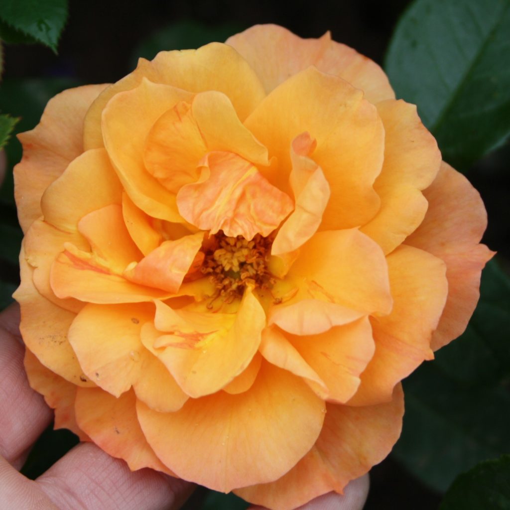 Strike It Rich Gr nlooF Rosen Hemerocallisverkauf strike-it-rich-gr-nloof-rosen-hemerocallisverkauf