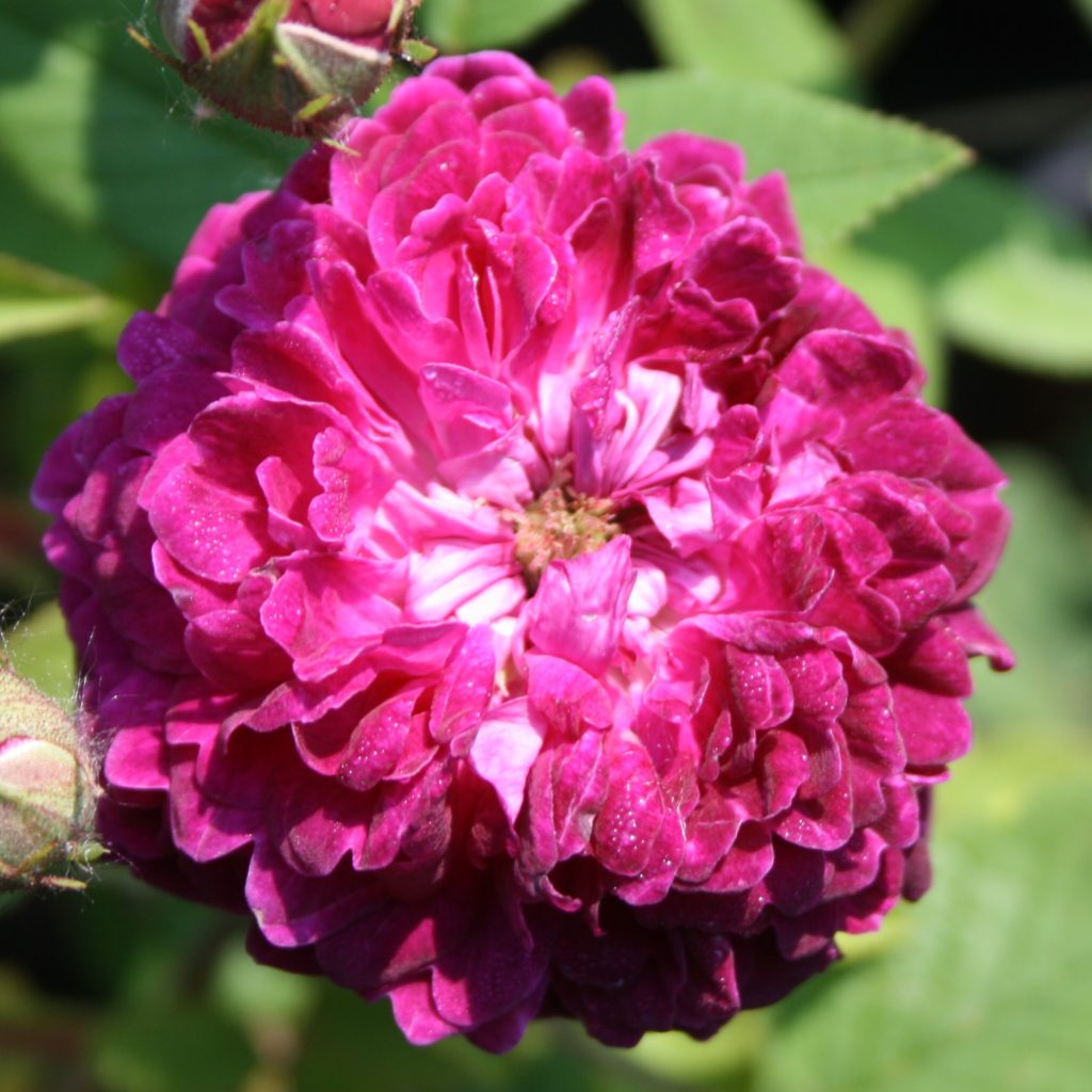 The Shell Rose – Karin Schade – Stauden und Rosen