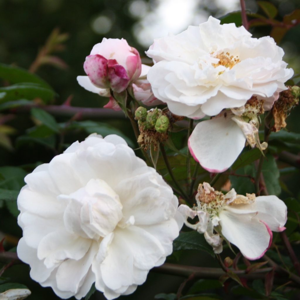 Venusta Pendula – Karin Schade – Stauden und Rosen