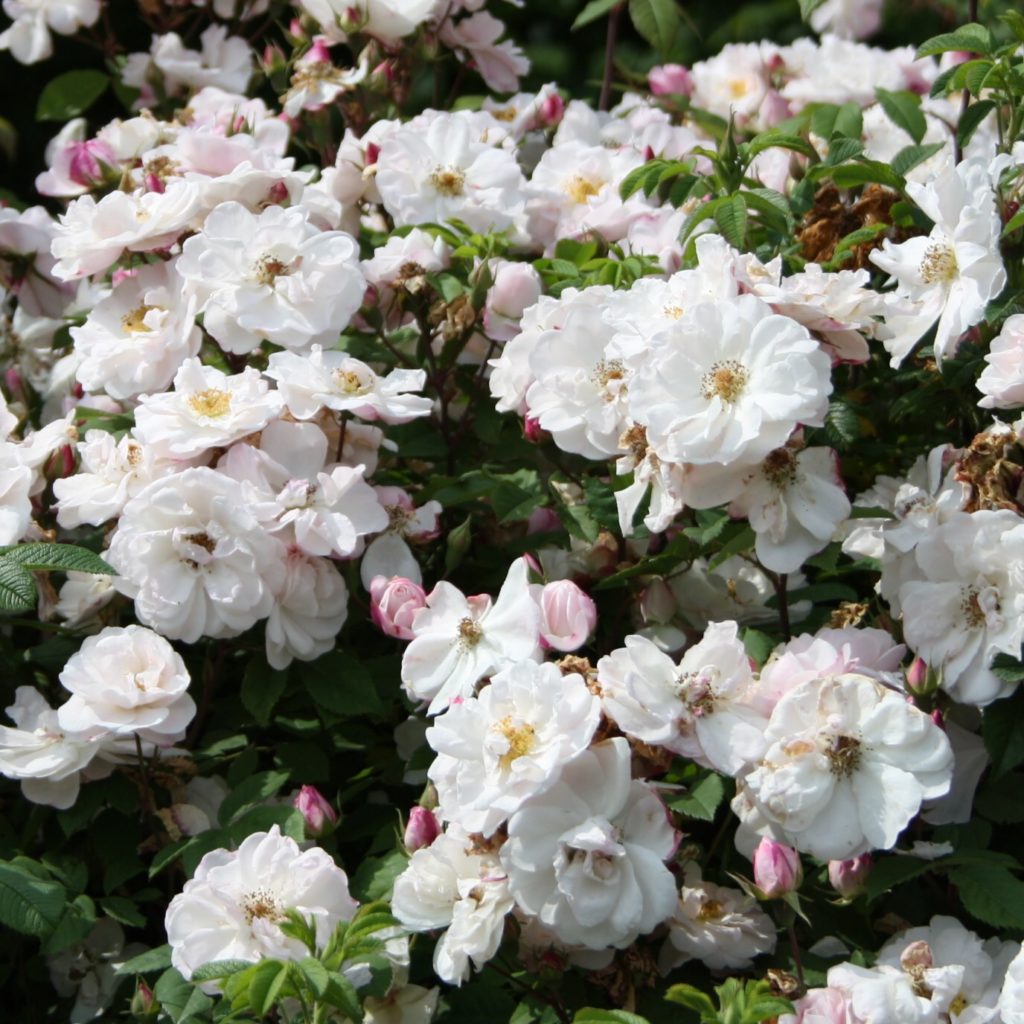 Venusta Pendula – Karin Schade – Stauden und Rosen