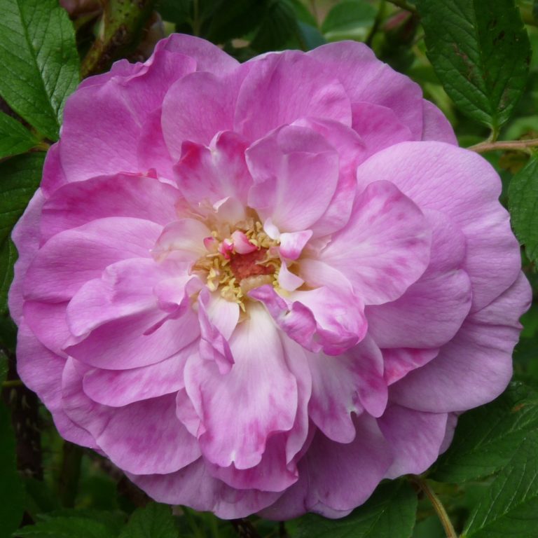 Wasagaming – Karin Schade – Stauden und Rosen