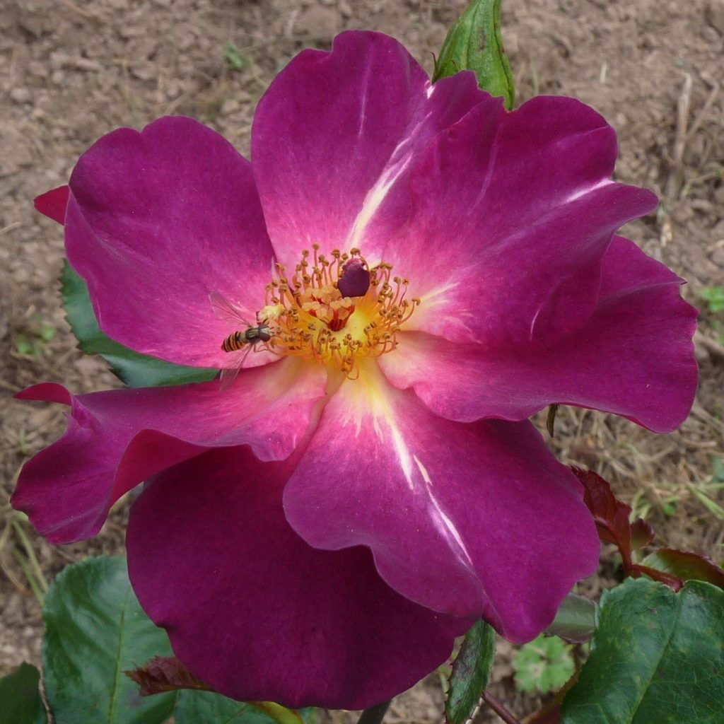 Wild Rover – Karin Schade – Stauden und Rosen