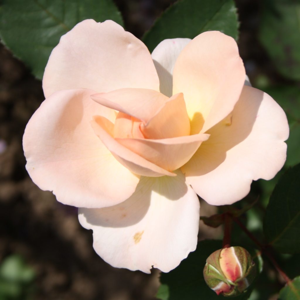 Clair Renaissance – Karin Schade – Stauden und Rosen