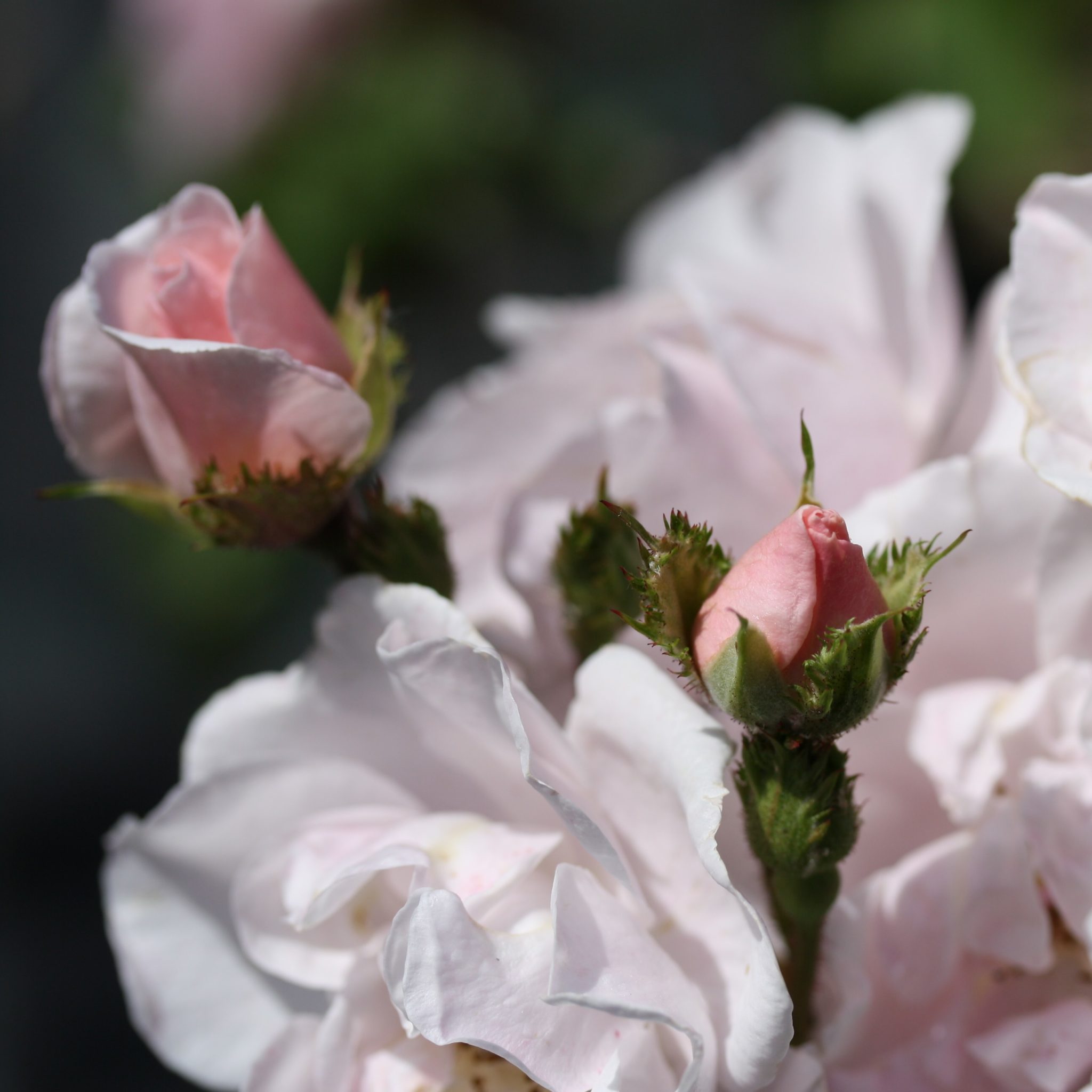 Rosen – Seite 5 – Karin Schade – Stauden und Rosen