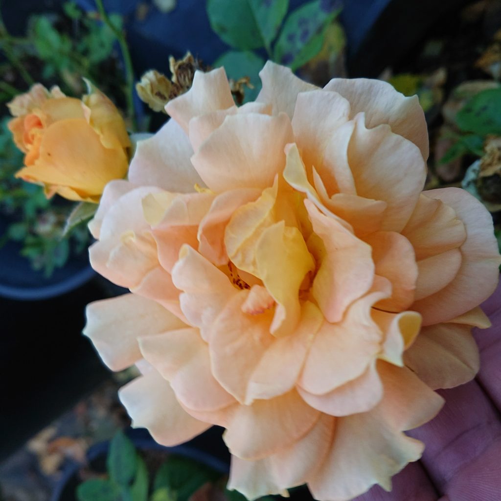 Goldelse – Karin Schade – Stauden und Rosen