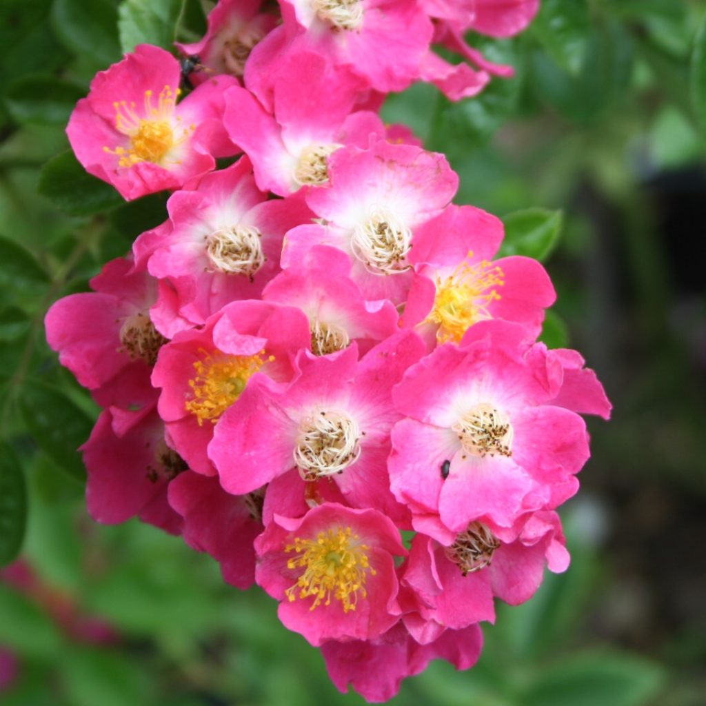 Maria Lisa – Karin Schade – Stauden und Rosen