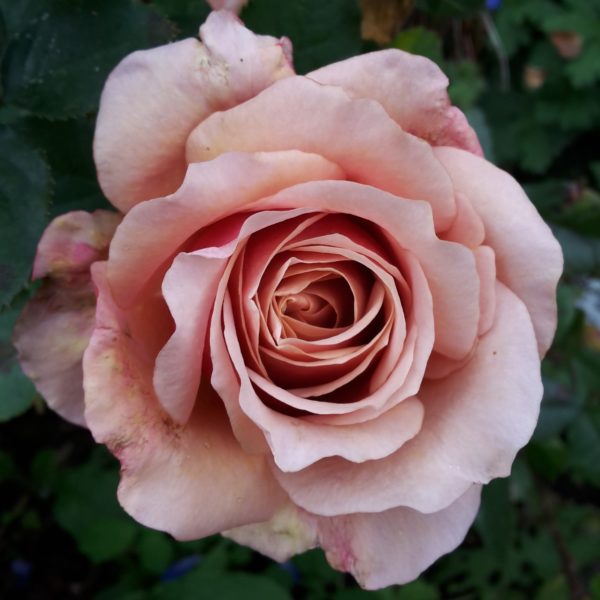 Moka Rose | GrönlooF - Rosen- & Hemerocallisverkauf